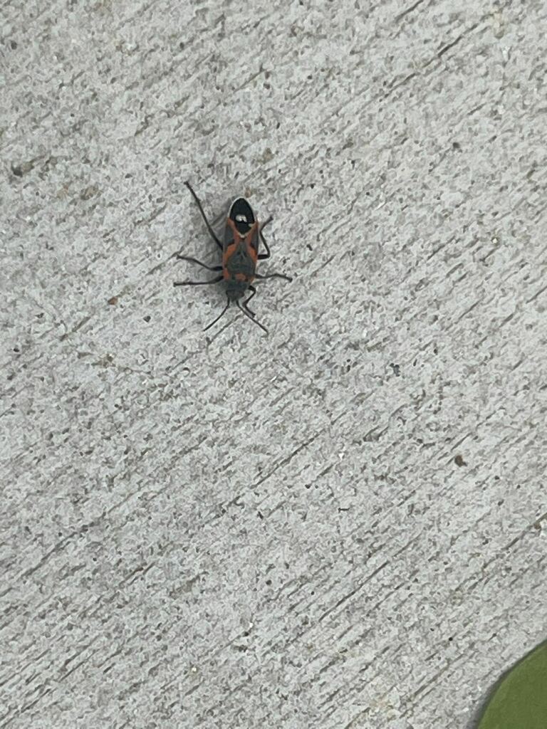 Small Milkweed Bug from Sunnyslope, Fontana, CA 92509, USA on May 4 ...