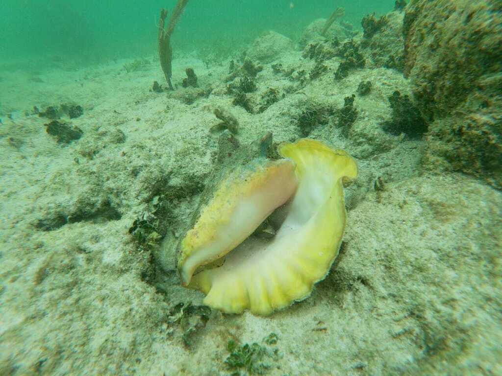 Queen Conch from 77976 Mahahual, Quintana Roo, Mexico on September 16 ...