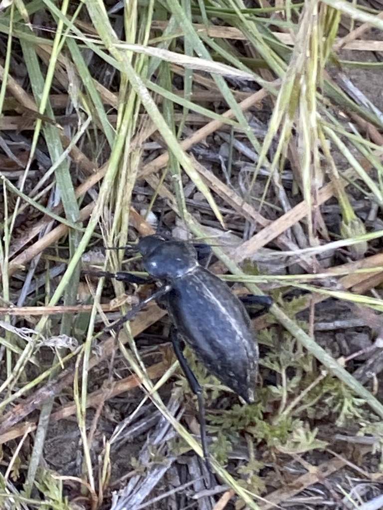 Eleodes acuticauda from Constitución de 1857, Ensenada, MX-BN, MX on ...