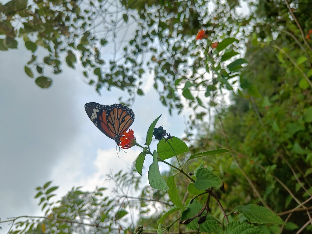 Common Tiger Butterfly from QQWR+QM, Ilaveezhapoonchira, Kerala 685590 ...