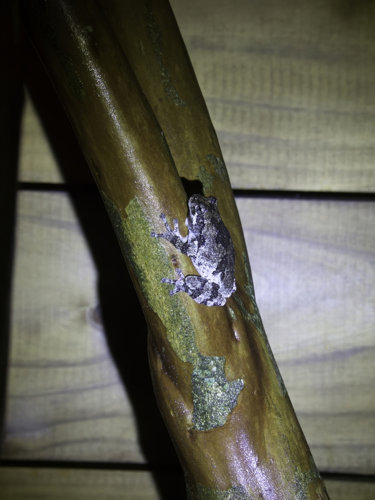 Cope's Gray Treefrog in May 2024 by Matthew Krawczyk. Calling from my ...