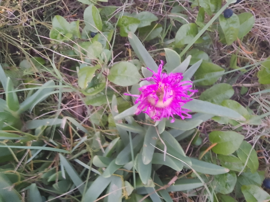 Angular Sea-fig from Moore Park Beach QLD 4670, Australia on May 6 ...
