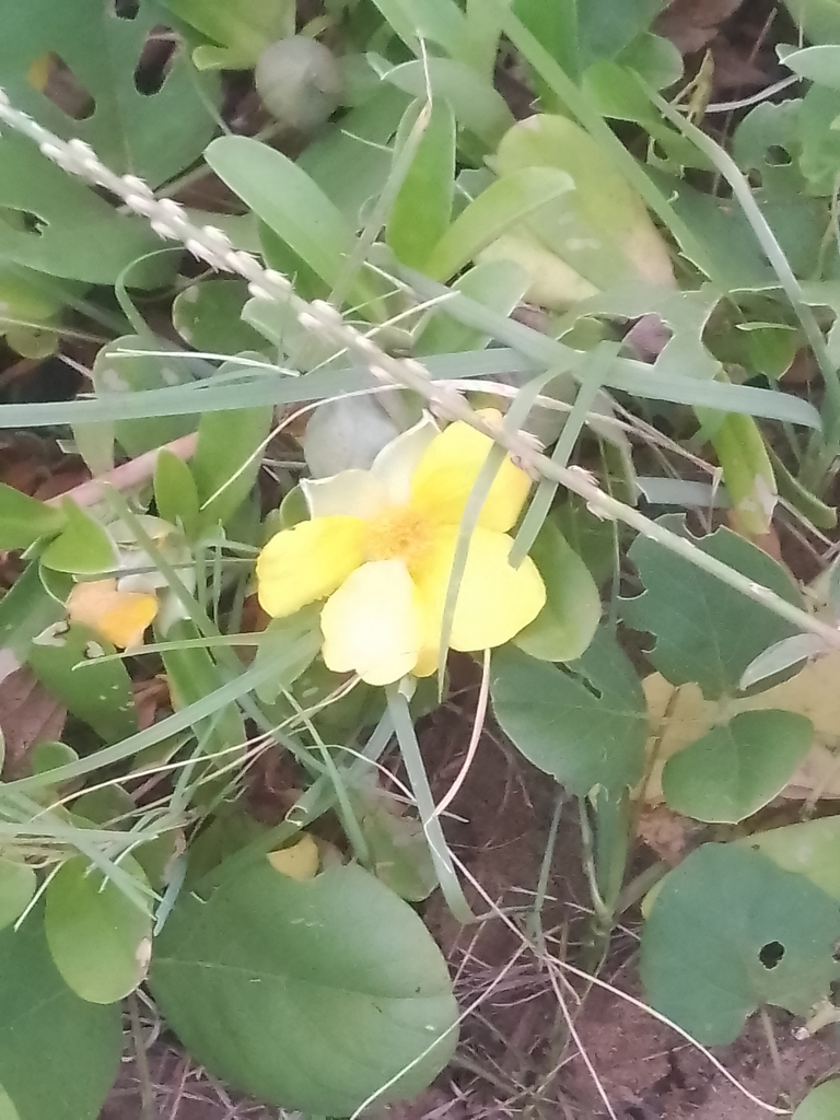 Climbing Guinea flower from Moore Park Beach QLD 4670, Australia on May 6, 2024 at 05:16 PM by ...