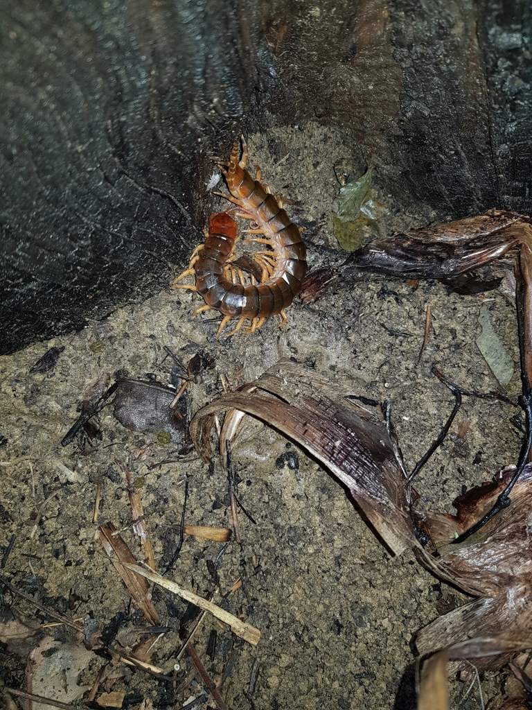 Scolopendra angulata from Manabí, Ecuador on March 07, 2019 at 05:05 PM ...