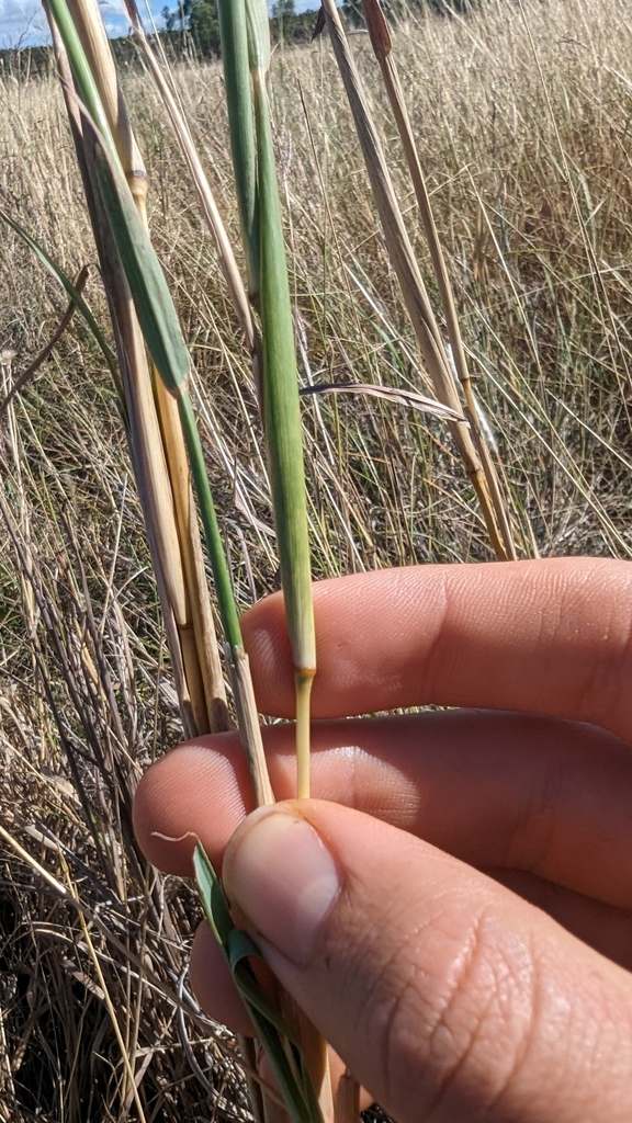 Gamba Grass from Burton QLD 4742, Australia on April 29, 2024 at 10:42 ...