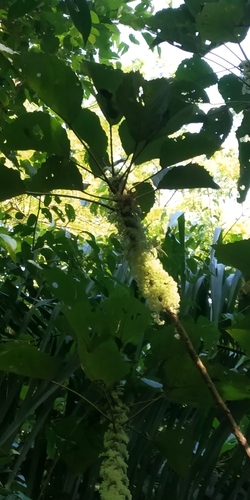 Pringamosa (Urera verrucosa) · NaturaLista Colombia