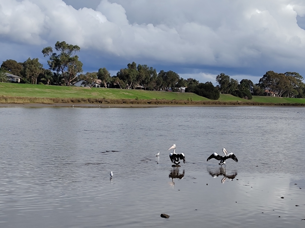 Australian Pelican from Patterson Lakes VIC 3197, Australia on April 16 ...