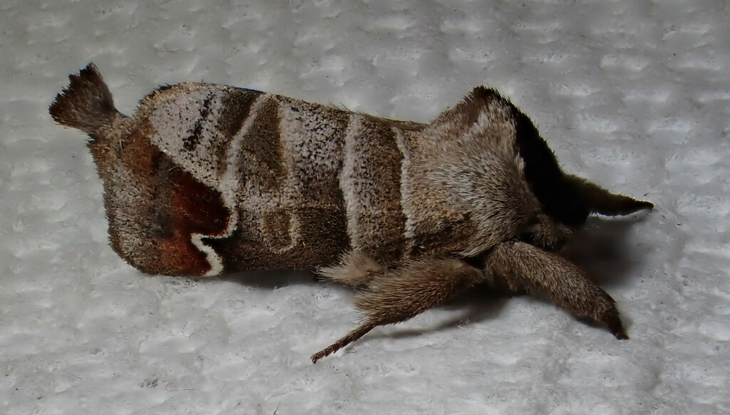 Sigmoid Prominent from 1011 East West Rd, Pelee Island, ON N0R 1M0 ...