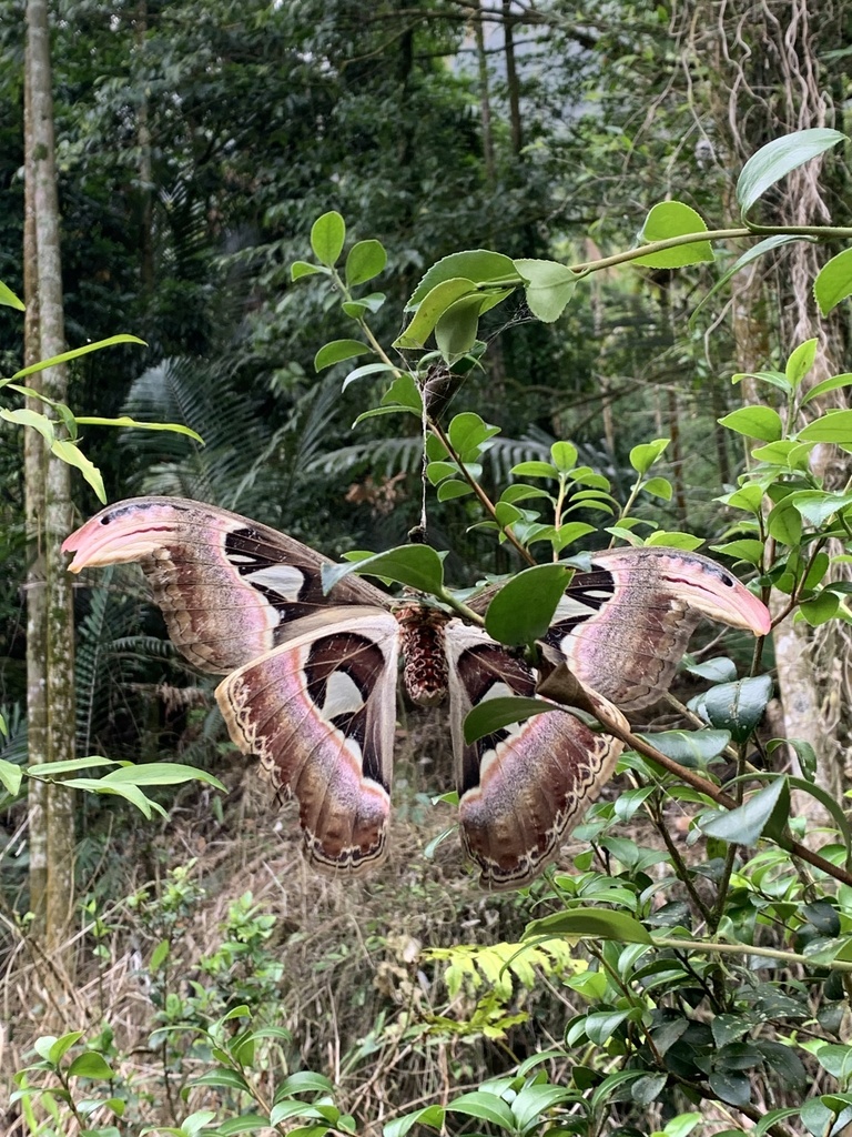 Atlas Moth from 臺灣島, 白河區, TNN, TW on May 6, 2024 at 09:55 AM by ...