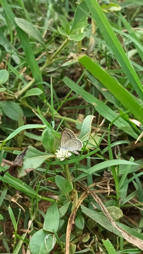 Lesser Grass Blue from Summer Nest, 1A, Thottakkattukara, Kochi, Aluva ...