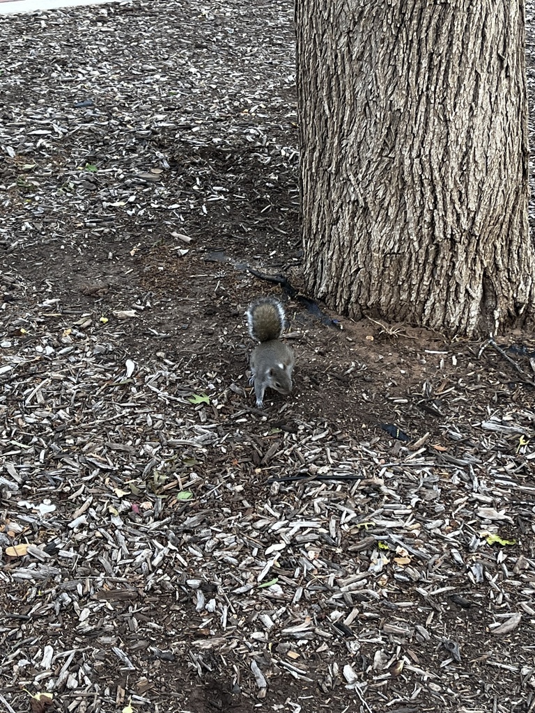 Eastern Gray Squirrel from Texas Tech University, Lubbock, TX, US on ...