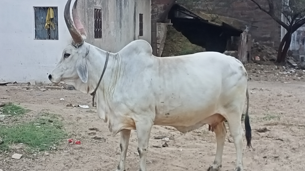 Zebu from 72G6+8G2, Sardarpura, Jodhpur, Rajasthan 342003, India on May ...