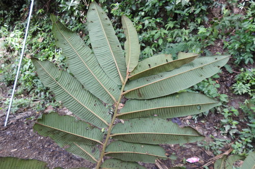Virola flexuosa · iNaturalist