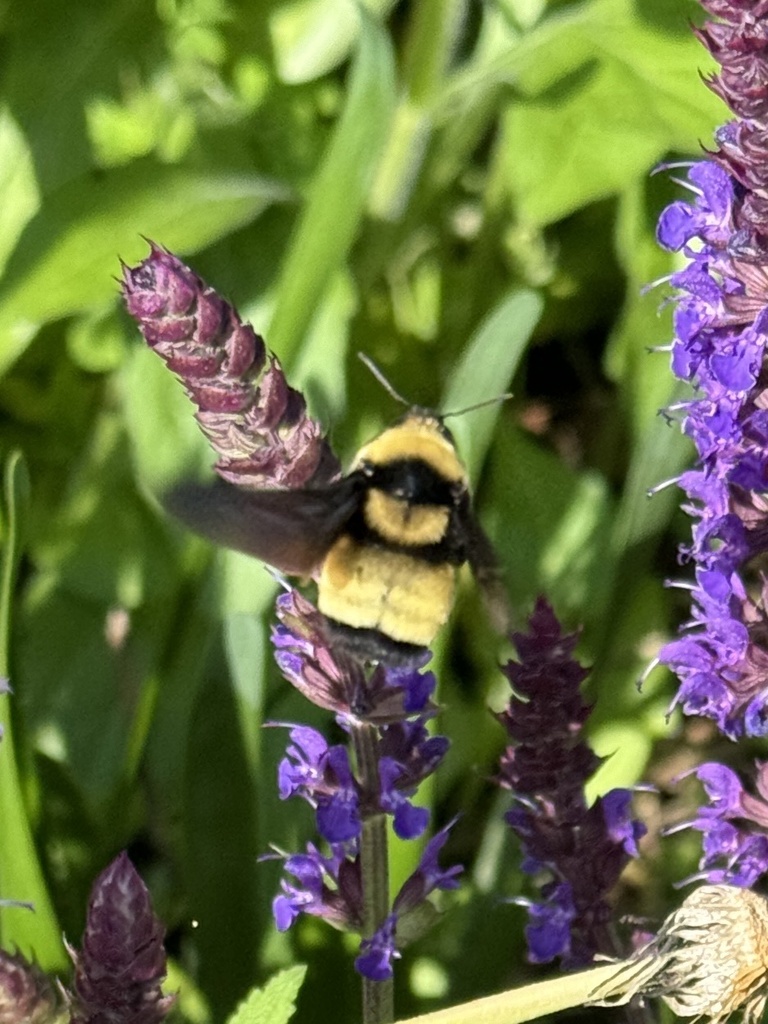 Black-and-gold Bumble Bee from W Polk St, Chicago, IL, US on May 6 ...