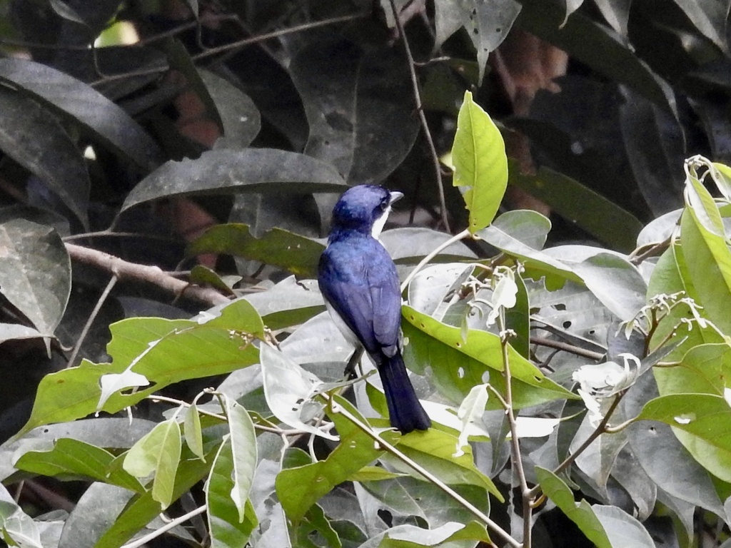 Black-winged Flycatcher-shrike from Sumatra, Kabupaten Tapanuli Selatan ...