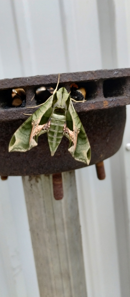 Pandorus Sphinx from Chapin, SC 29036, USA on May 6, 2024 at 09:00 AM ...