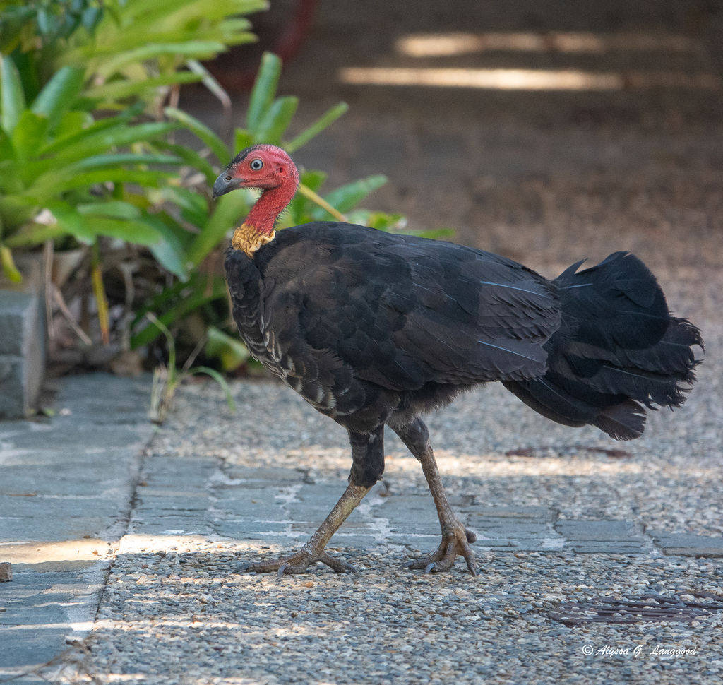 Australian Brushturkey from Kurunda, Cairns on April 27, 2024 at 12:43 ...