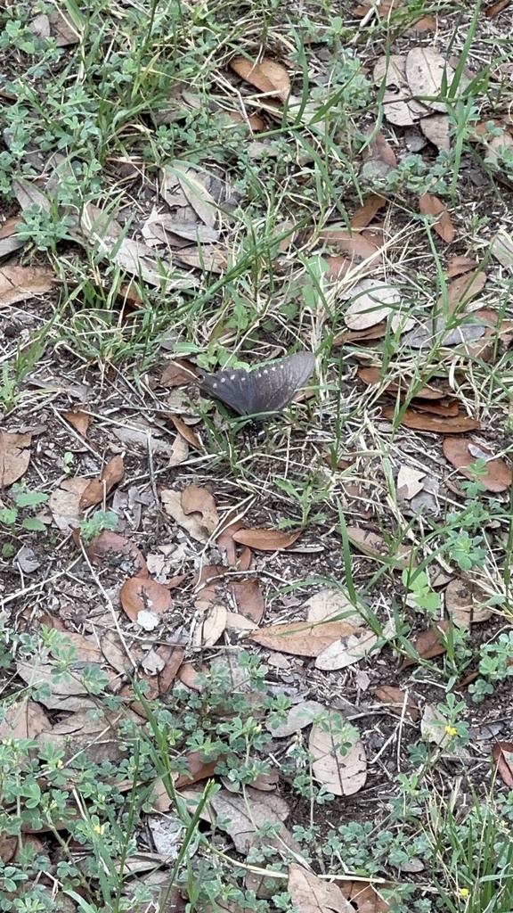 Pipevine Swallowtail from Garner State Park, Concan, TX, US on May 5 ...