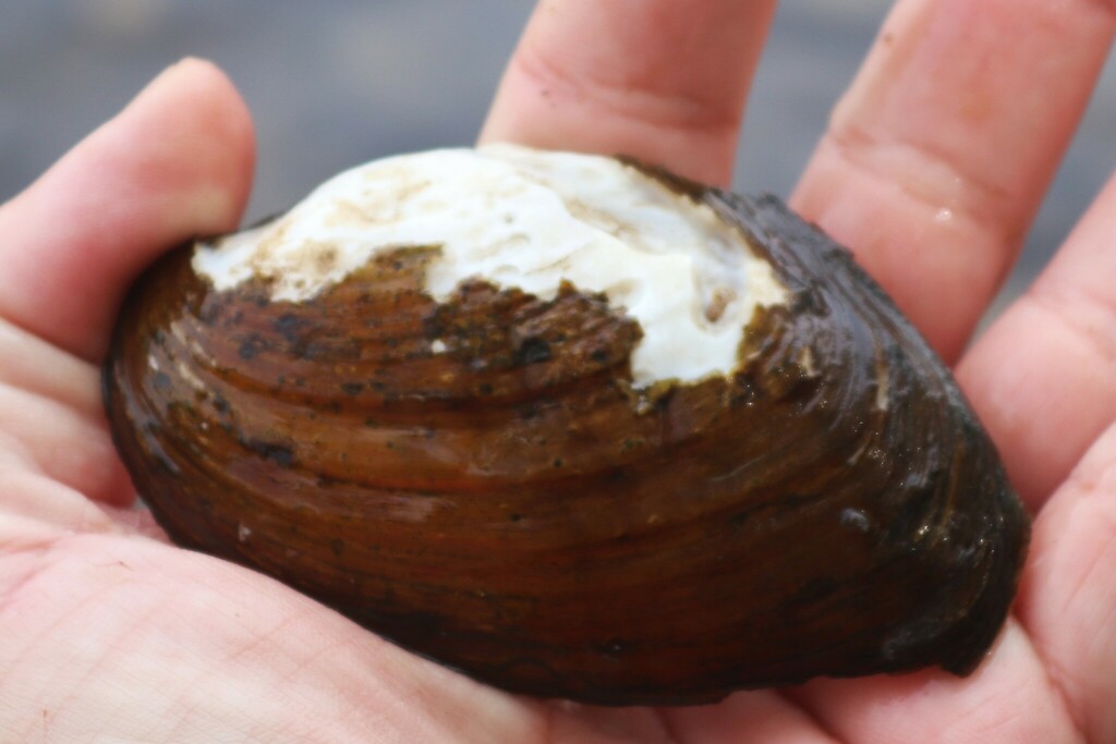 Mucket from Oil City, PA 16301, USA on May 6, 2024 at 10:16 AM by ...