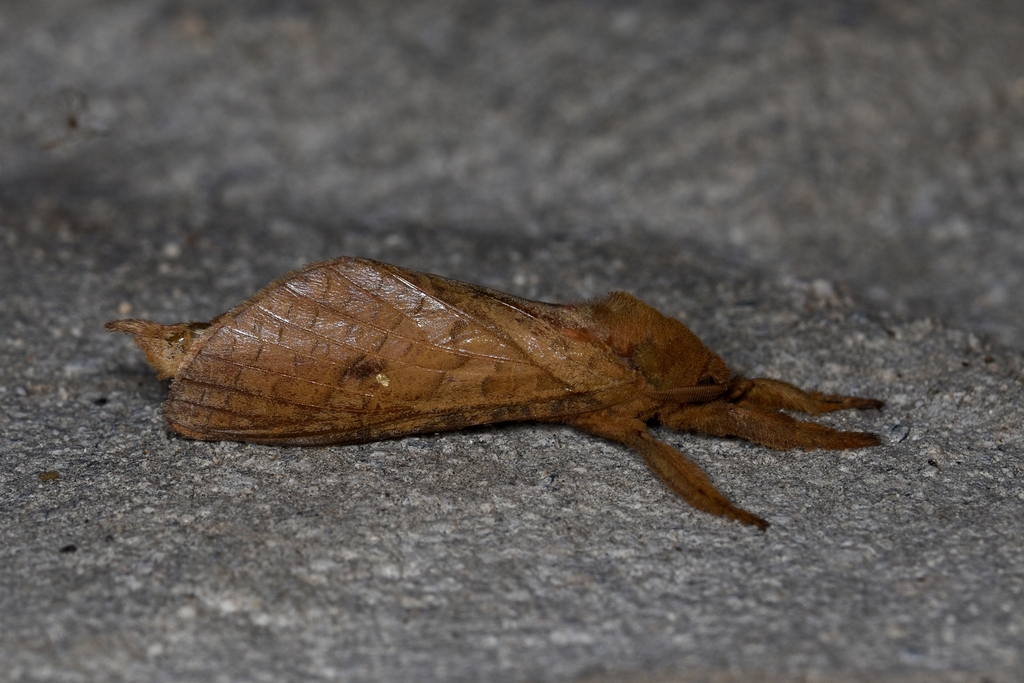 Swift Moths from Minca, Santa Marta, Magdalena, Colombia on April 26 ...