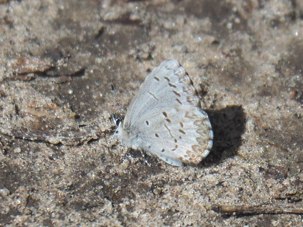 Northern Azure from Peel, CA-ON, CA on May 6, 2024 at 10:37 AM by birds ...