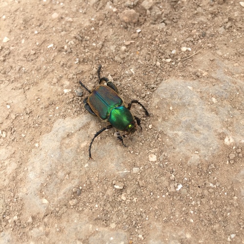 Glaphyrus serratulae · iNaturalist
