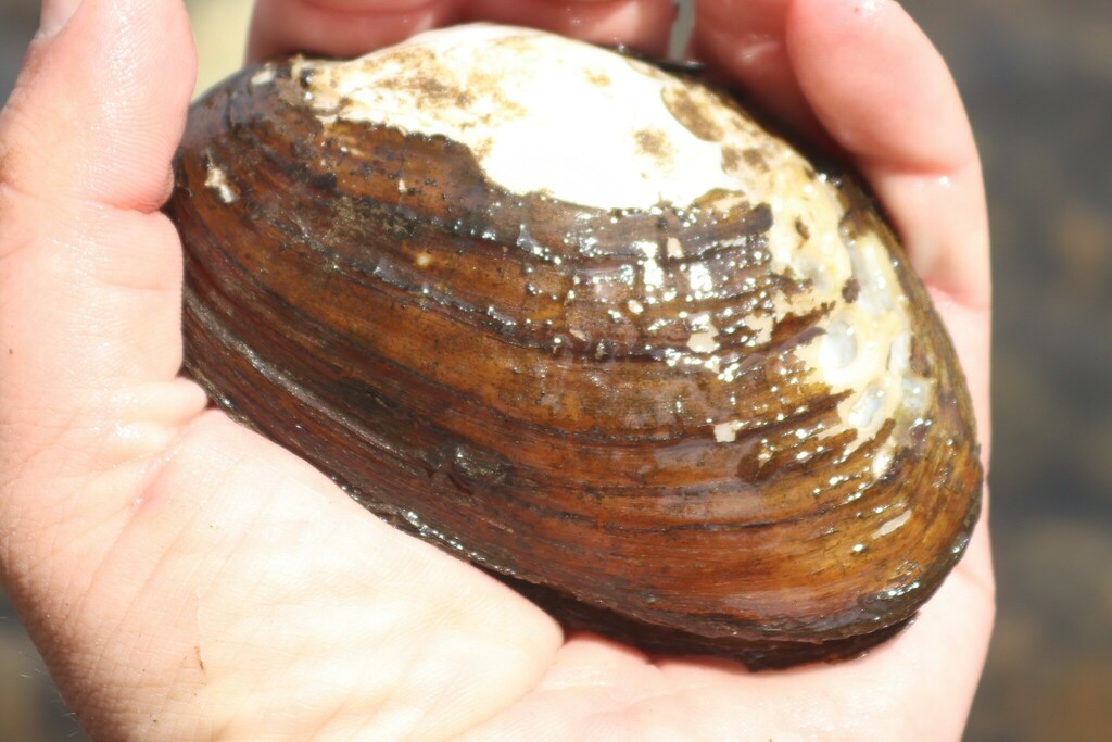 Mucket from Oil City, PA 16301, USA on May 6, 2024 at 10:46 AM by ...