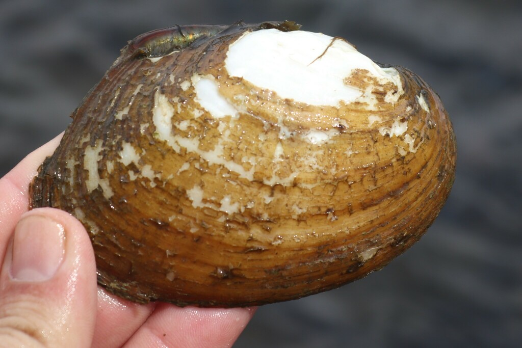 Mucket from Oil City, PA 16301, USA on May 6, 2024 at 10:47 AM by ...