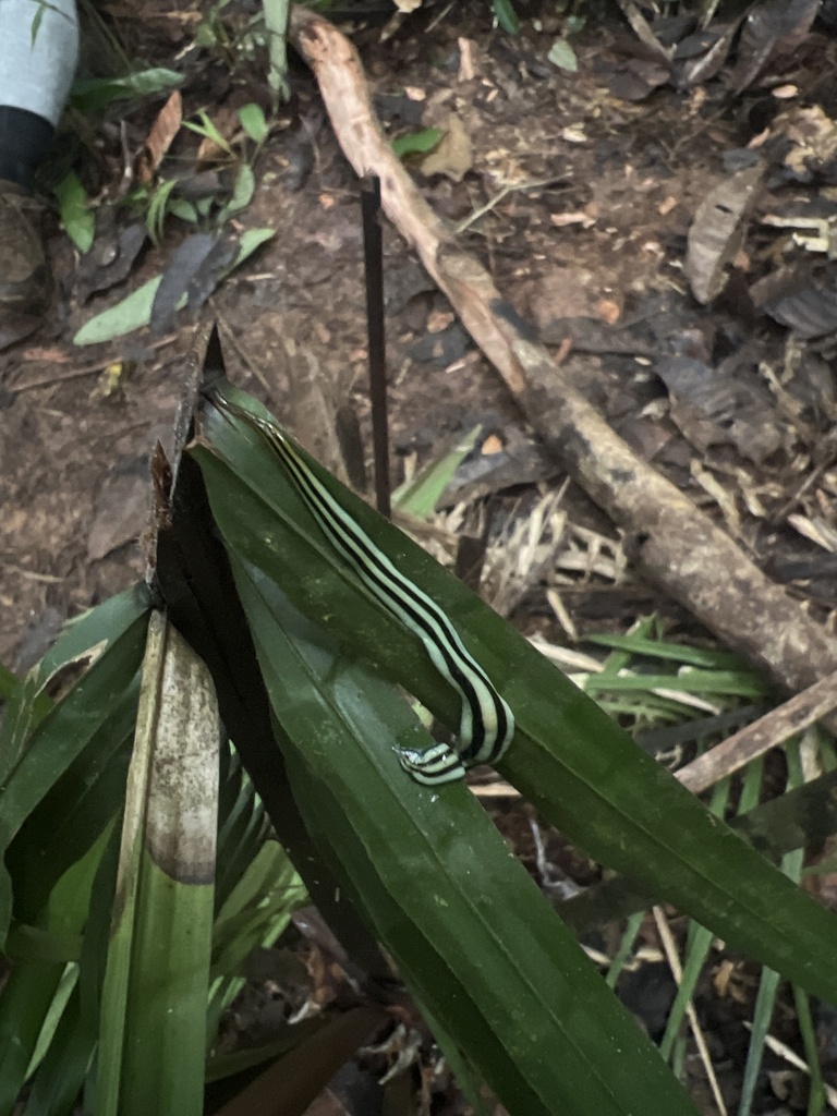 Animals from Leticia, CO-AM, CO on May 6, 2024 at 06:26 AM by Líggjas Á ...