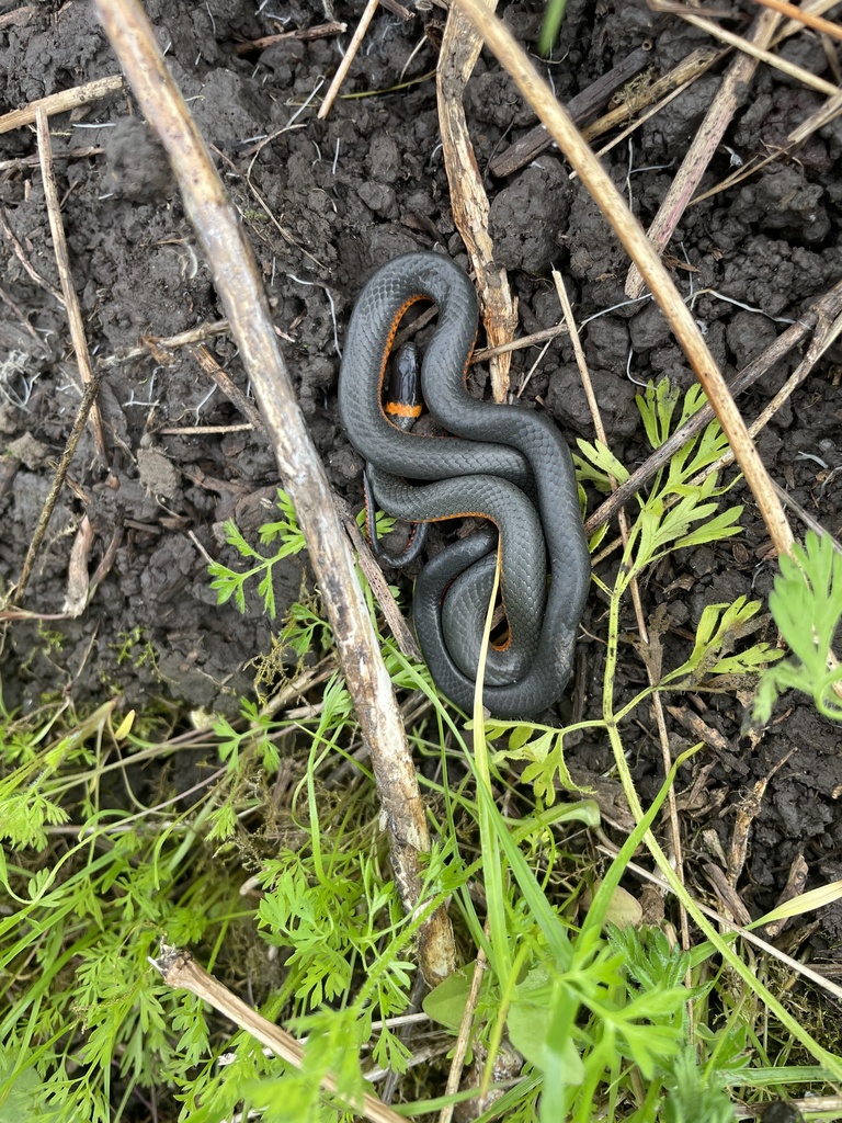 ring-necked snake in May 2024 by Elliott Bury · iNaturalist
