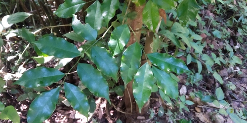 Vonodřev peruánský (Myroxylon peruiferum)