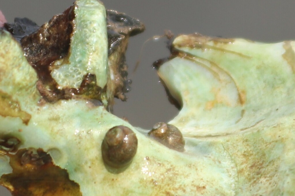 Pointed Campeloma from Oil City, PA 16301, USA on May 6, 2024 at 11:10 ...