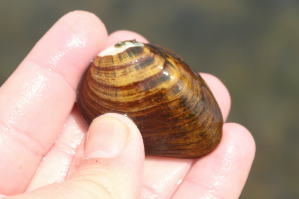 Clubshell Pearly Mussel in May 2024 by brandonh1 · iNaturalist