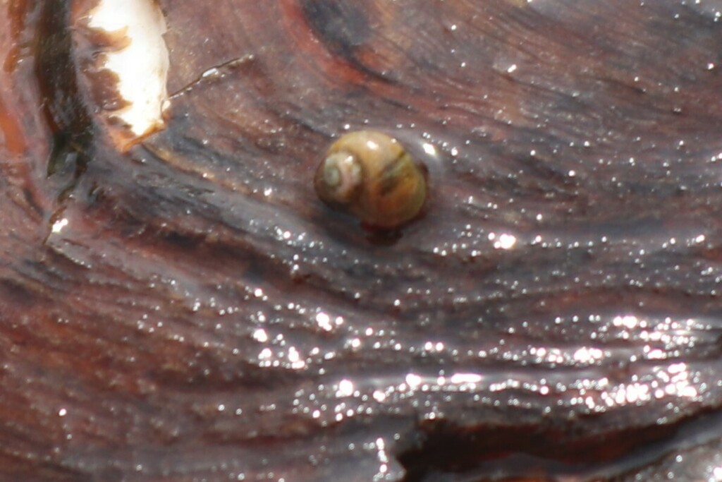 Pointed Campeloma from Oil City, PA 16301, USA on May 6, 2024 at 11:13 ...
