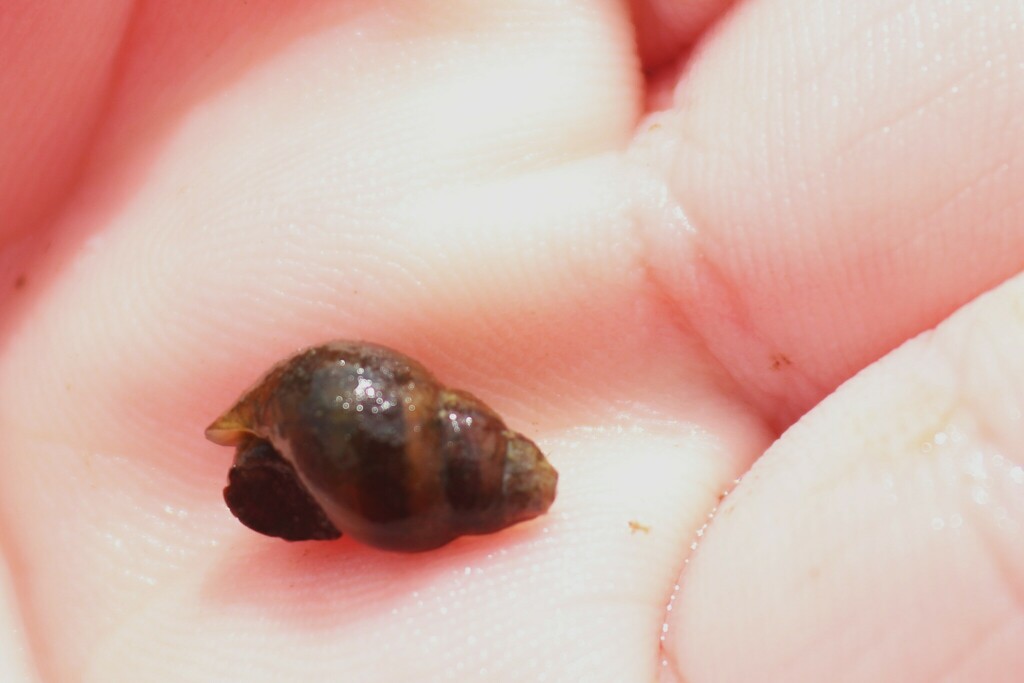 Mud Bithynia from Oil City, PA 16301, USA on May 6, 2024 at 11:21 AM by ...