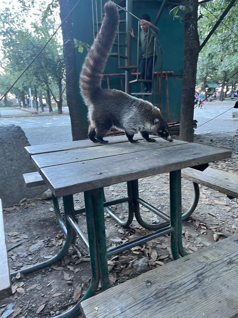 White-nosed Coati from Parque Ecológico Chipinque, San Pedro Garza ...
