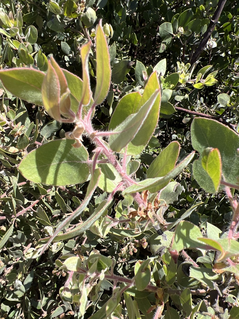 bearberries and manzanitas from Pfeiffer Big Sur State Park, Big Sur ...