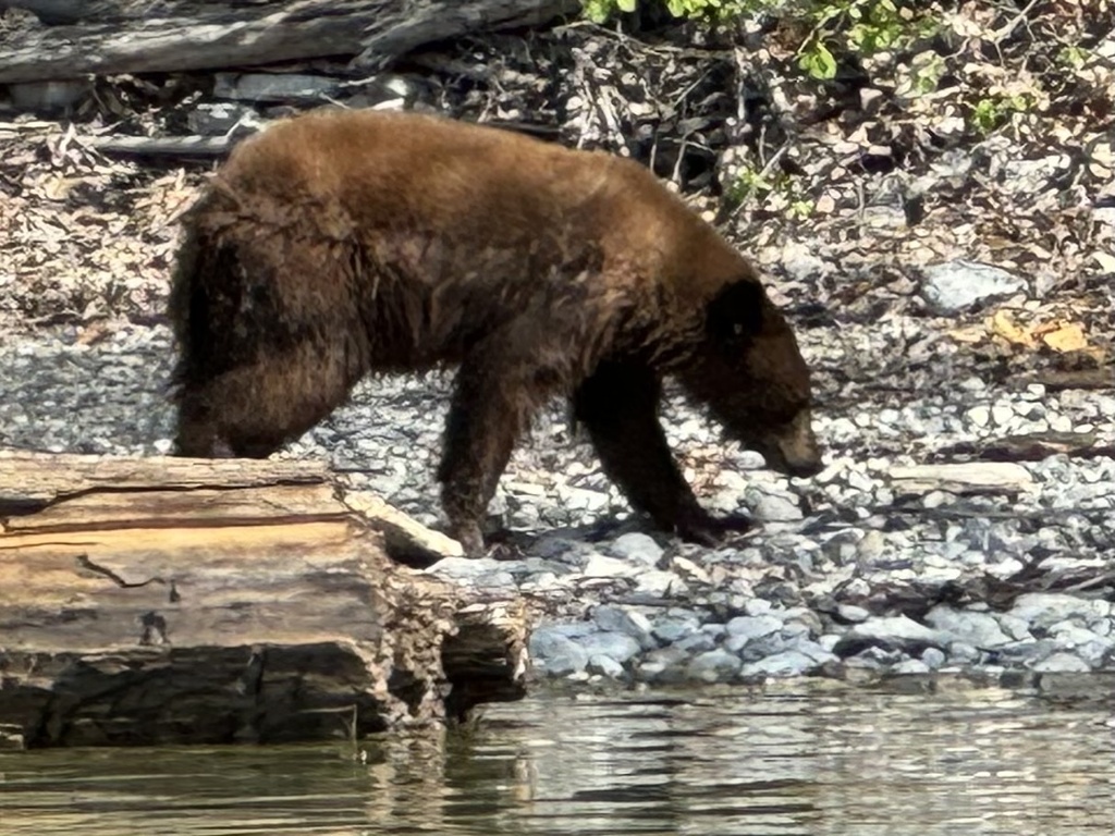 Pacific Black Bear in April 2024 by average nature enjoyer · iNaturalist