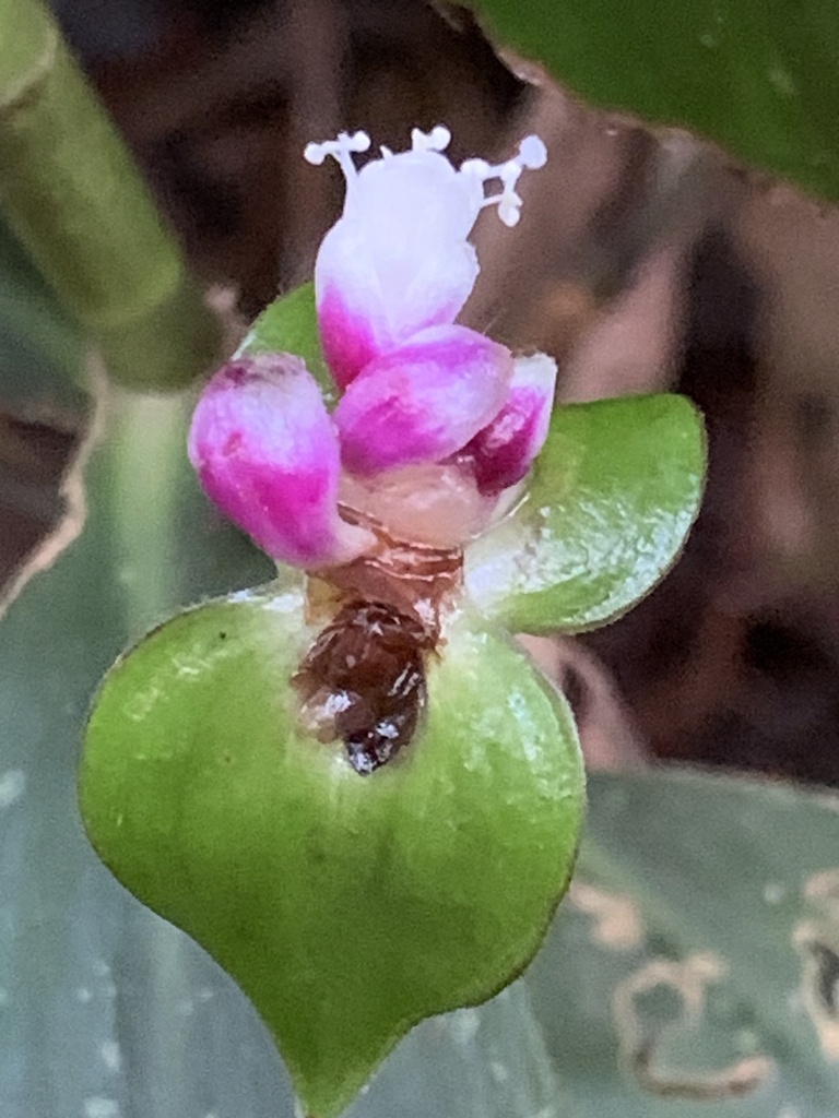 Cohitre Blanco from Timbó, SC, BR on May 5, 2024 at 08:24 AM by Gabriel ...