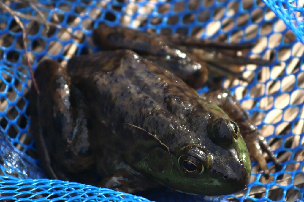 American Bullfrog from Oil City, PA 16301, USA on May 6, 2024 at 04:44 ...