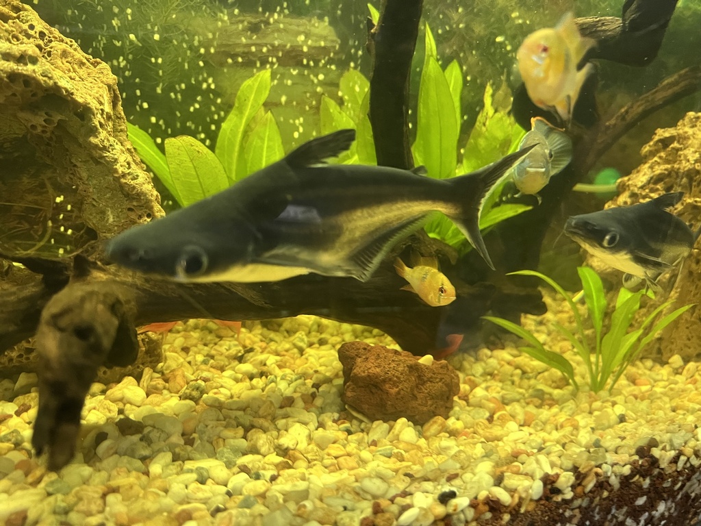 Iridescent Shark in February 2024 by Carlos Gonzalez · iNaturalist