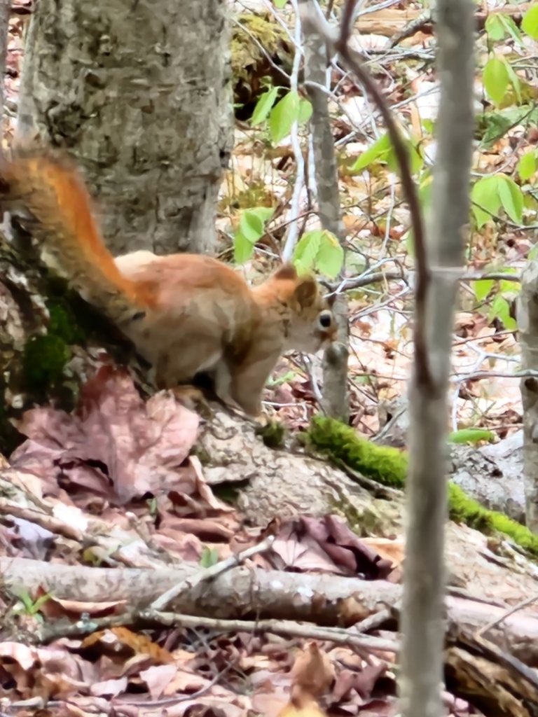 American Red Squirrel from Claryville, NY 12725, USA on May 6, 2024 at ...