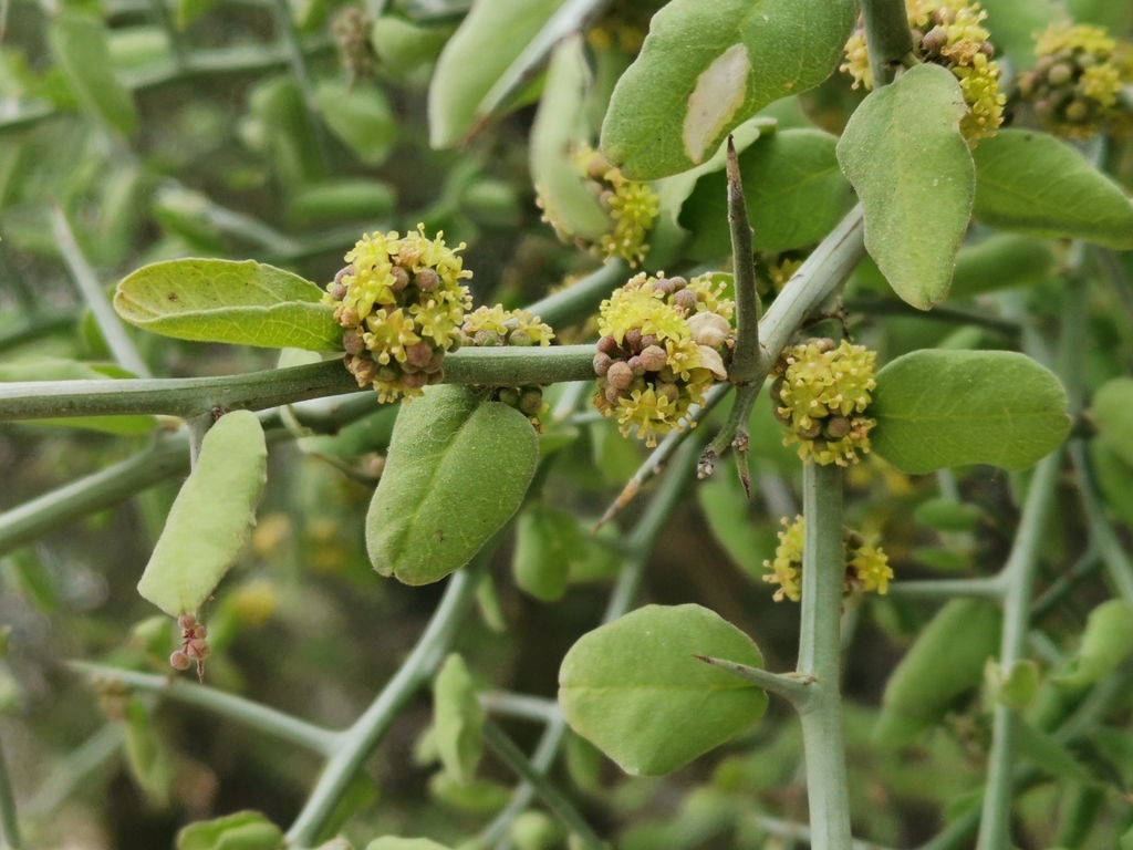 greythorn from Calle Harold Foster, Baja California Sur, México on May ...