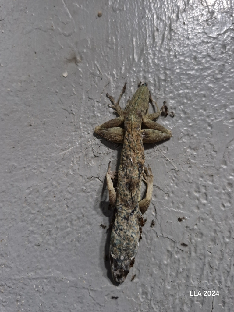 Bronze Anole from JJXW+RG6, Tacarigua, Trinidad and Tobago on May 6 ...