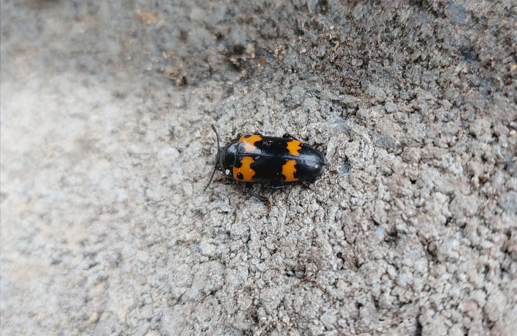 Red-banded Fungus Beetle from College Park, MD 20742, USA on May 4 ...