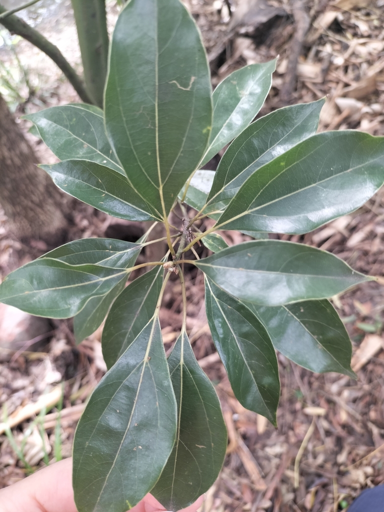 Camphor Tree from Opp Hillside Rd, Avoca Beach NSW 2251, Australia on ...