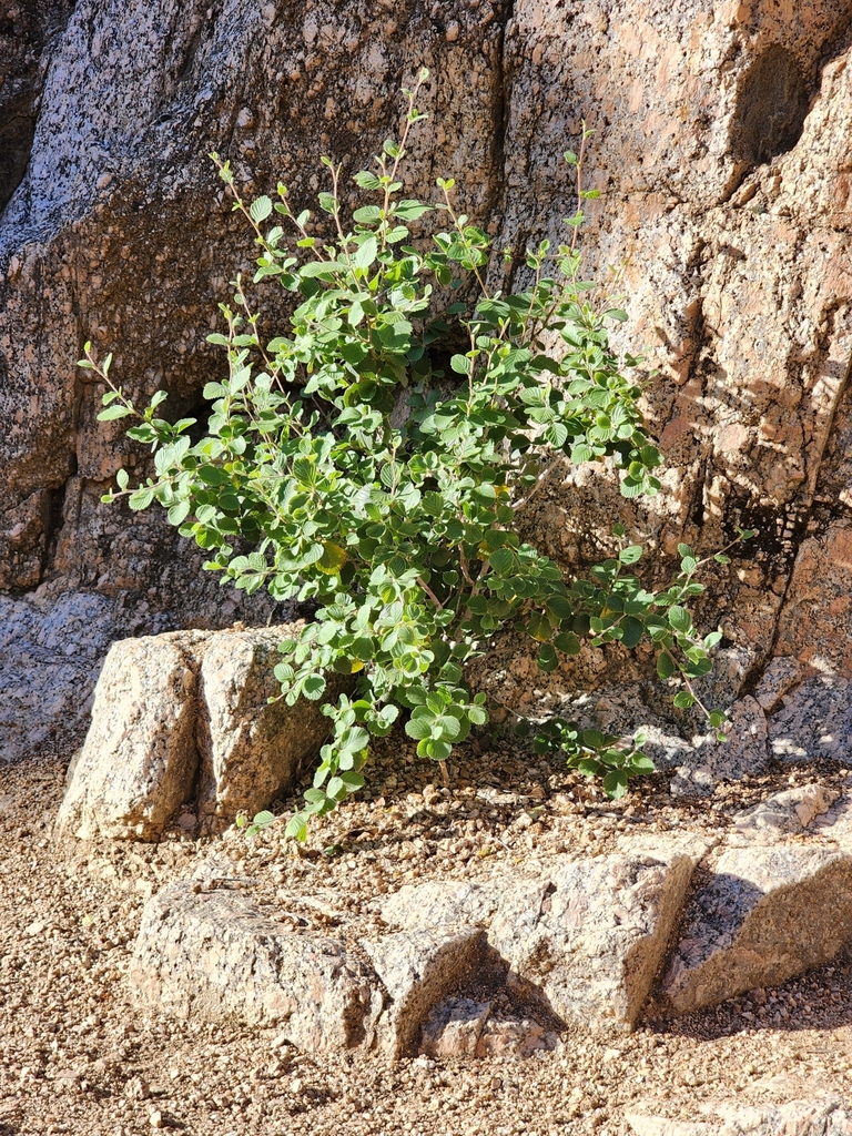 plants from Cave Creek, AZ 85331, USA on May 6, 2024 at 07:29 AM by ...