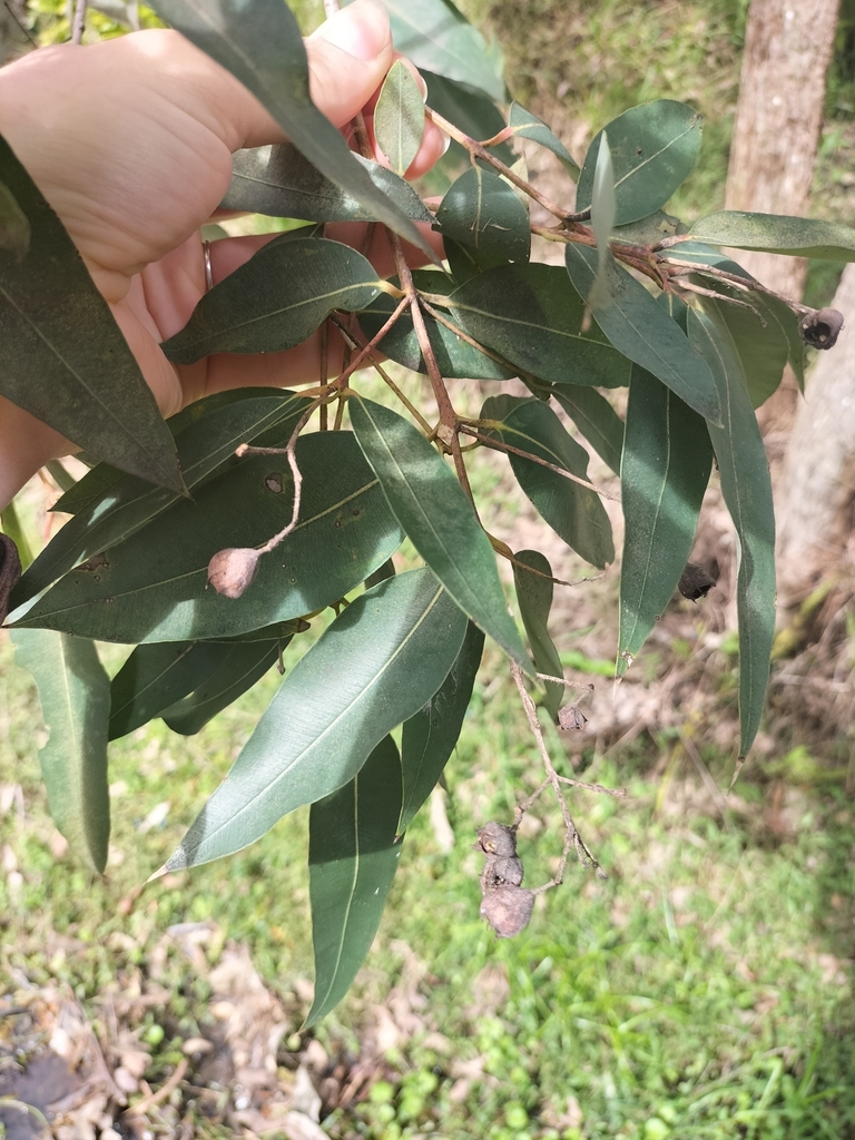 Rough-barked Apple from Opp Hillside Rd, Avoca Beach NSW 2251 ...