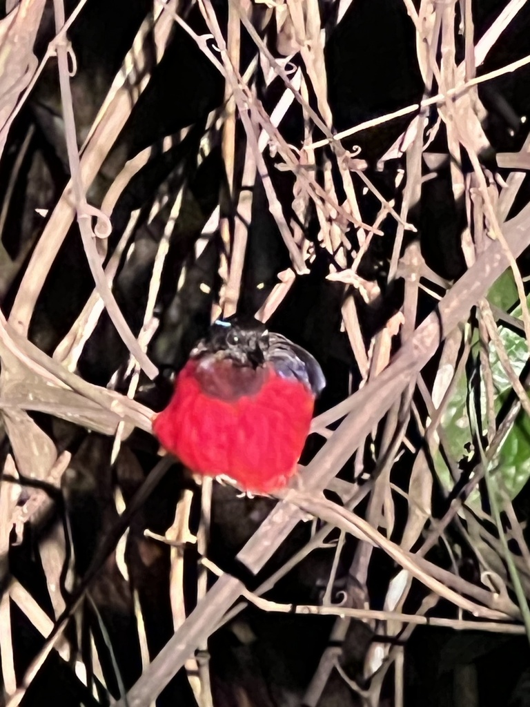 Black-crowned Pitta in May 2024 by Sarichia Cacciatore. Male. Guide ...