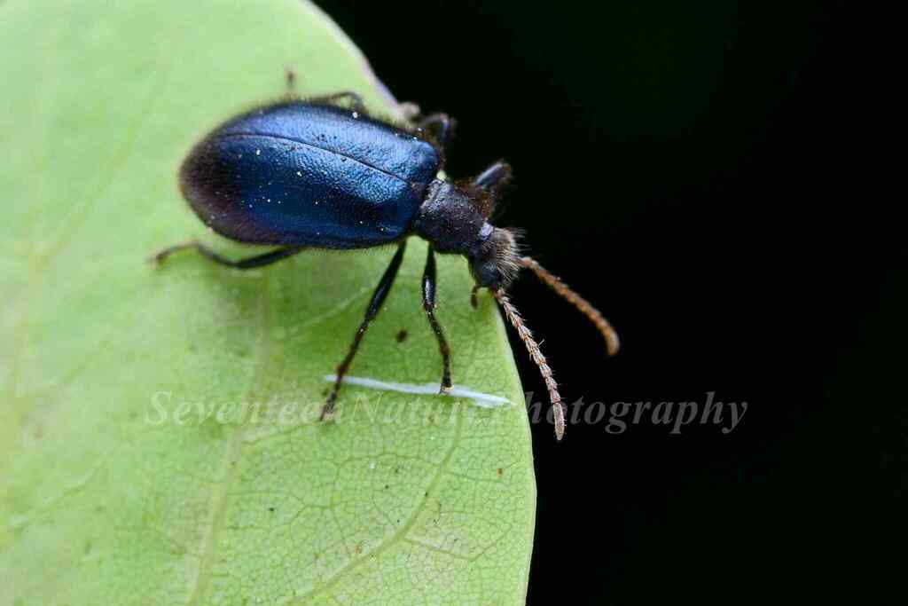 Cerogria flavicornis from 中国云南省西双版纳傣族自治州景洪市 on April 28, 2024 at 09:24 ...